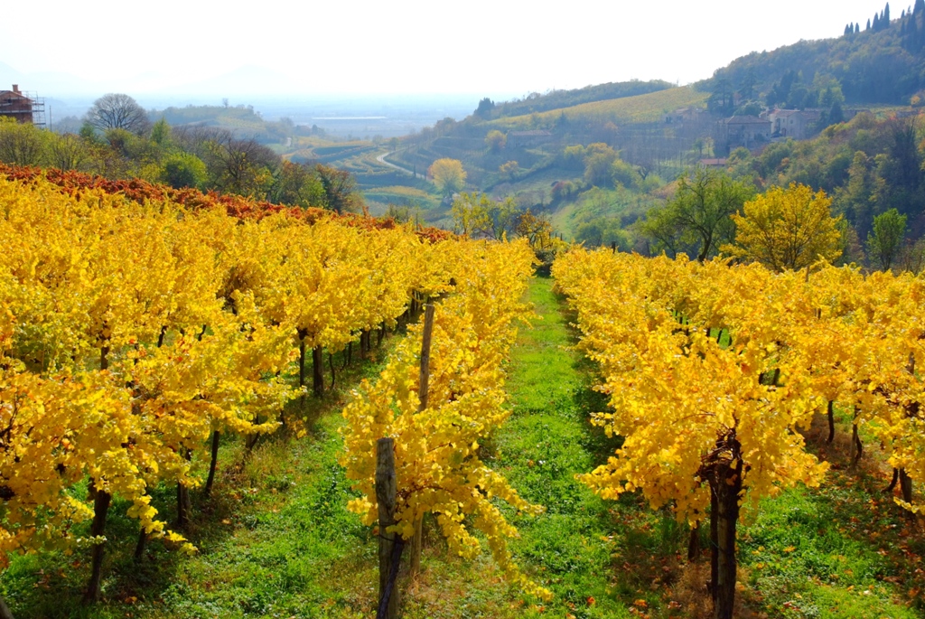 Anello dei Colli Euganei | Hotel Ristorante Aldo Moro
